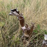 Green Swamp Preserve, North Carolina - 204 Reviews, Map | AllTrails