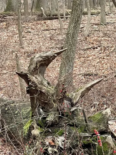 Best Hikes and Trails in Mount Penn Preserve | AllTrails