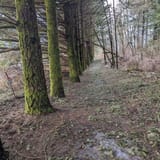 Cape Horn Loop Trail, Washington - 4,281 Reviews, Map | AllTrails