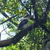 Cabbage Tree Creek, Queensland, Australia - 97 Reviews, Map | AllTrails