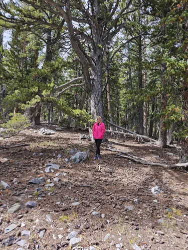 Best River Trails in Great Basin National Park | AllTrails