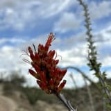 Dixie Summit Trail, Arizona - 1,470 Reviews, Map | AllTrails