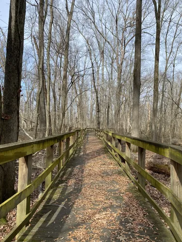 Best Hikes and Trails in Big Cypress Tree State Park | AllTrails