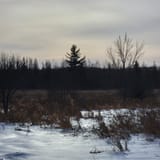 Mer Bleue Bog Trail, Ontario, Canada - 486 Reviews, Map | AllTrails