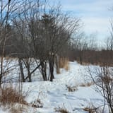 Mer Bleue Bog Trail, Ontario, Canada - 486 Reviews, Map | AllTrails