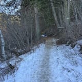 Triple Tree Trail, Montana - 1,182 Reviews, Map | AllTrails