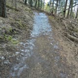 Triple Tree Trail, Montana - 1,182 Reviews, Map | AllTrails