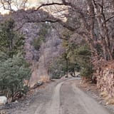Carlito Springs Loop, New Mexico - 462 Reviews, Map | AllTrails