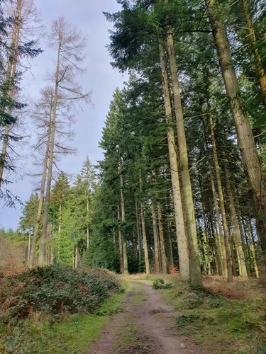 Best Hikes and Trails in Mortimer Forest | AllTrails