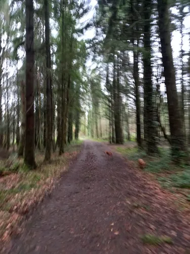 Donadea Forest Park: de beste routes om te wandelen | AllTrails