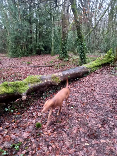 Donadea Forest Park: de beste routes om te wandelen | AllTrails