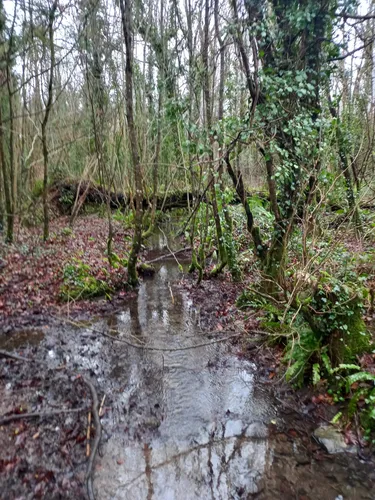 Best Hikes and Trails in Donadea Forest Park | AllTrails