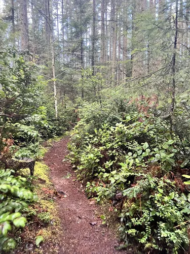 Best Hikes and Trails in Banner Forest Heritage Park | AllTrails