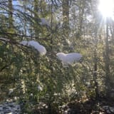 Pendleton Point Overlook, West Virginia - 197 Reviews, Map | AllTrails