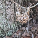 Keystone Ancient Forest Loop, Oklahoma - 677 Reviews, Map | AllTrails