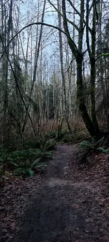 Best Wild Flowers Trails in Port Gamble Forest Heritage Park | AllTrails