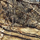 Sharps Ridge Loop Trail, Tennessee - 933 Reviews, Map | AllTrails