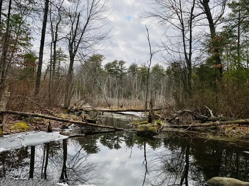 Best Hikes and Trails in Georgetown-Rowley State Forest | AllTrails