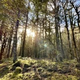 Fitton Green Natural Area Trail, Oregon - 381 Reviews, Map | AllTrails