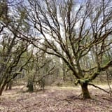 Fitton Green Natural Area Trail, Oregon - 375 Reviews, Map | AllTrails
