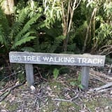 Blue Tier Big Tree Loop, Tasmania, Australia - 85 Reviews, Map | AllTrails