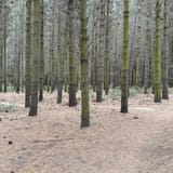 Bottle Lake Forest Blue Track, Canterbury, New Zealand - 238 Reviews ...