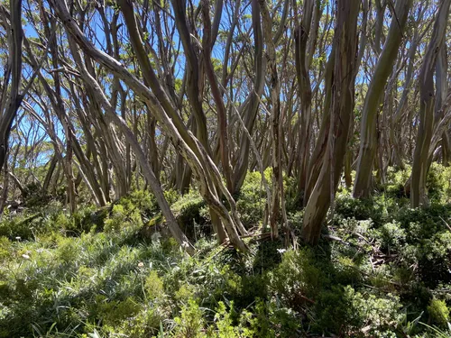 Best Historic Site Trails in Baw Baw | AllTrails