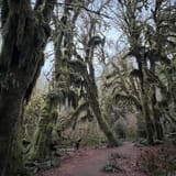 Hall of Mosses Trail, Washington - 5,234 Reviews, Map | AllTrails