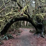 Hall of Mosses Trail, Washington - 5,234 Reviews, Map | AllTrails