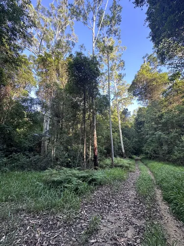 Best Hikes and Trails in Belli Park | AllTrails