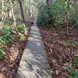 Cook's Wall Trail, North Carolina - 361 Reviews, Map | AllTrails