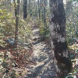 Cook's Wall Trail, North Carolina - 361 Reviews, Map | AllTrails
