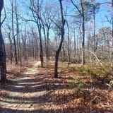 Cook's Wall Trail, North Carolina - 361 Reviews, Map | AllTrails