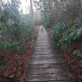 Cook's Wall Trail, North Carolina - 361 Reviews, Map | AllTrails