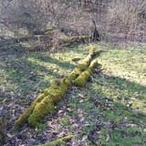 Salt Run, Ohio - 1,174 Reviews, Map | AllTrails