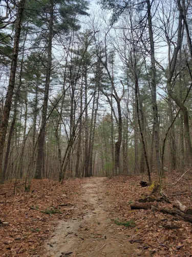 Best Easy Trails in Upton State Forest | AllTrails