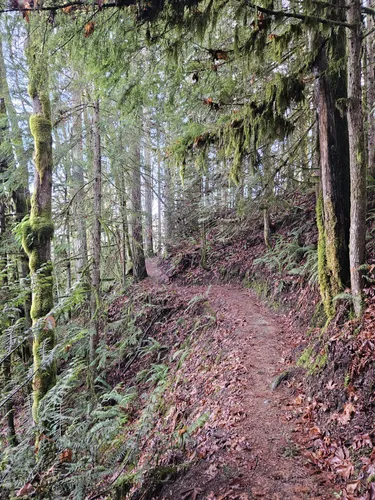 Best River Trails in Dosewallips State Park | AllTrails