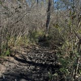 Green Swamp Preserve, North Carolina - 204 Reviews, Map | AllTrails