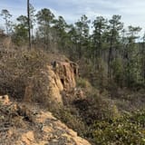 Torreya Trail, Florida - 438 Reviews, Map | AllTrails