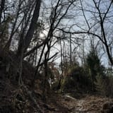 Torreya Trail, Florida - 438 Reviews, Map | AllTrails