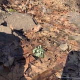 Giuffrida Park Loop, Connecticut - 1,627 Reviews, Map | AllTrails