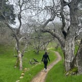 Ohlone Trail to Buckeye Loop, California - 982 Reviews, Map | AllTrails