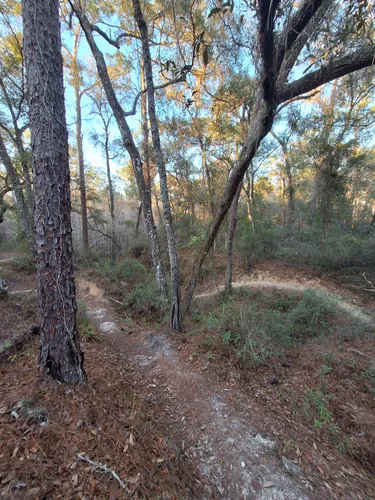 Best Hikes and Trails in Croom Wildlife Management Area | AllTrails