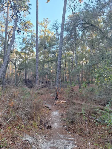 Best Hikes and Trails in Croom Wildlife Management Area | AllTrails