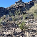 Dreamy Draw Loop Trail, Arizona - 1,083 Reviews, Map | AllTrails