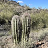 Dreamy Draw Loop Trail, Arizona - 1,166 Reviews, Map | AllTrails