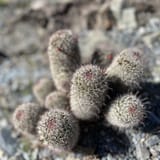 Dreamy Draw Loop Trail, Arizona - 1,184 Reviews, Map | AllTrails
