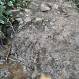 Croisan Creek Trail, Oregon - 226 Reviews, Map | AllTrails