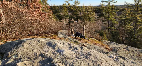 Best Hikes and Trails in Rock Rimmon State Forest | AllTrails