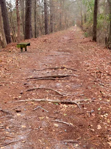 Best Forest Trails in Sumter | AllTrails